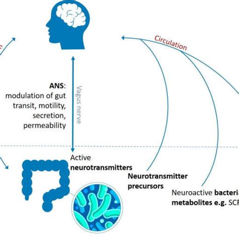 Routes Involved In Bidirectional Communication Pathway Between Brain