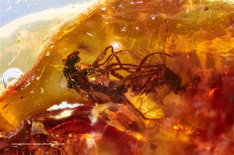 Flies Having Sex Preserved In Fossil Dating Back Millions Of Years Cnet
