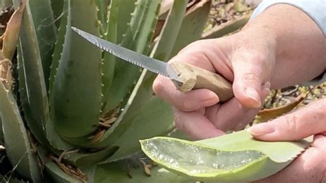 10 Aloe Vera Benefits And Uses You Should Know General Health Magazine