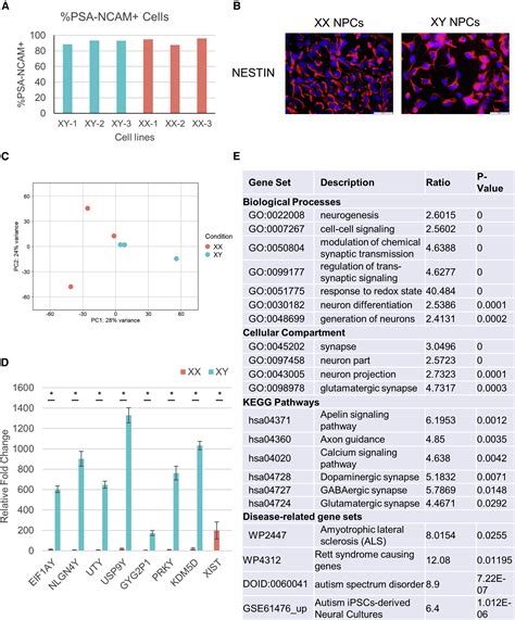 Modeling Sex Differences In Humans Using Isogenic Induced Pluripotent