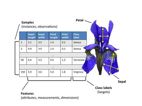 exploratory data analysis uni variate analysis of iris data set by
