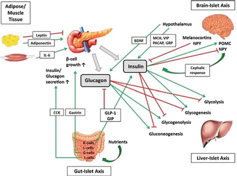 Interplay Of Pancreas With Brain Liver Gut Adipose And Muscle Tissue
