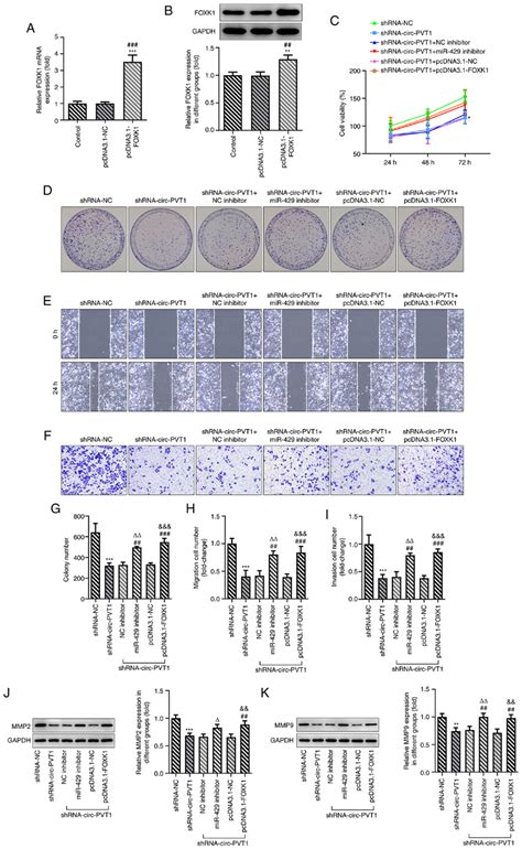 Circ Pvt1 Mir 429 Foxk1 Axis Promotes The Proliferation Invasion And