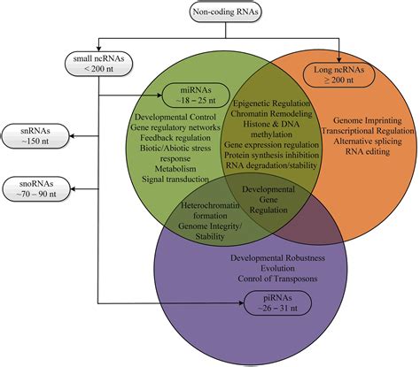 Frontiers Targeting Non Coding Rnas In Plants With The Crispr Cas