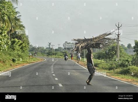 Villager Carries A Bundle Of Sticks Atop His Head In Velankanni Tamil