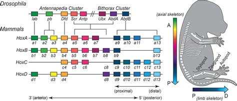 Hox Genes In The Adult Skeleton Novel Functions Beyond Embryonic