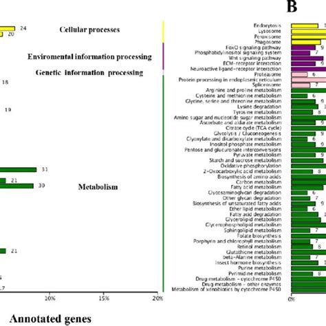 Kegg Pathway Classification For Differentially Expressed Genes Degs