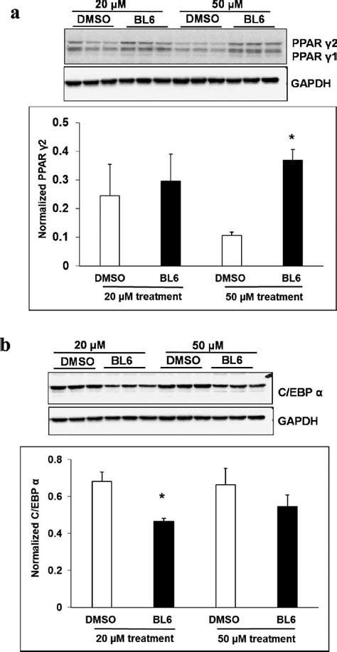 Protein Expression Of Pparγ C Ebp α Fasn Adiponectin Pakt And Glut4