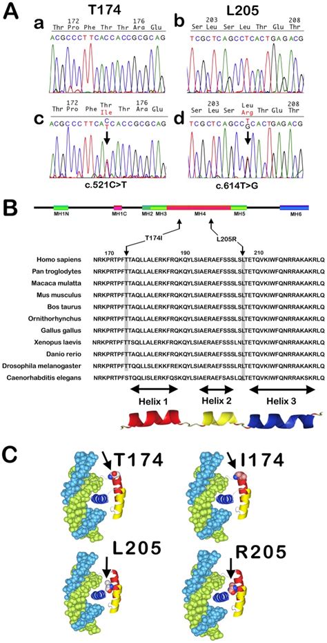 A Dna Sequences Of Msx1 Exon 2 In Unaffected A And B And Affected C