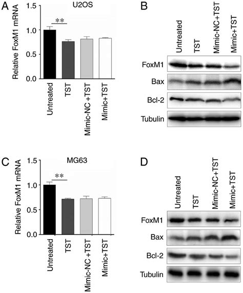 Mir 216b And Tst Co Regulate Bax Bcl 2 Expression Via Foxm1 Foxm1 A