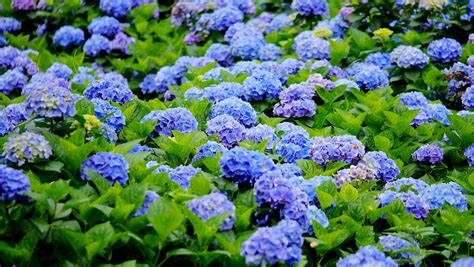 繡球花 日本又稱紫陽花 紫陽花之名緣起於白居易的《紫陽花》詩，當時白居易不知花名，只覺得此物美得只應天上有，氣味芬芳… Flickr