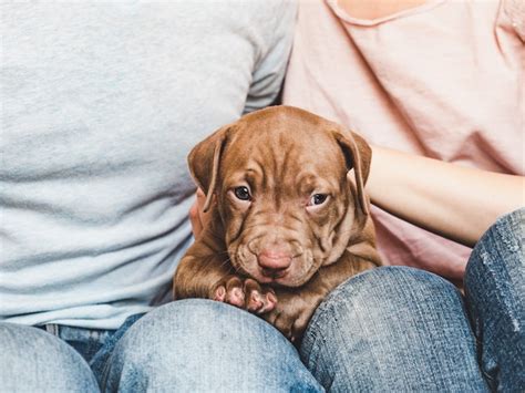 Filhote De Cachorro Bonito E Casal Carinhoso Clínica De Cuidado De