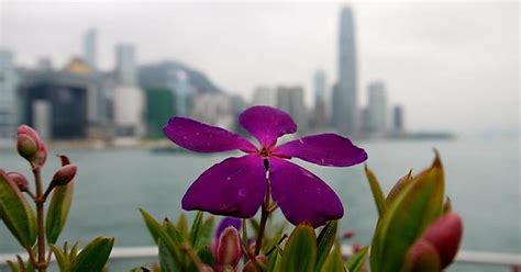 Hong Kong Imgur