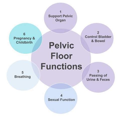 What Are 3 Important Functions Of The Pelvic Floor