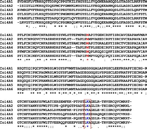 Sequence Alignment Shows That Met 93 And Lys 211 Are Conserved In The