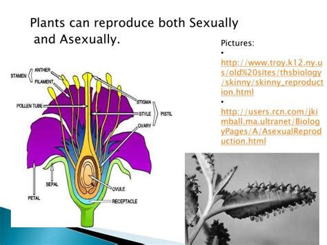 Ppt Plant Reproduction Powerpoint Presentation Id 2011245
