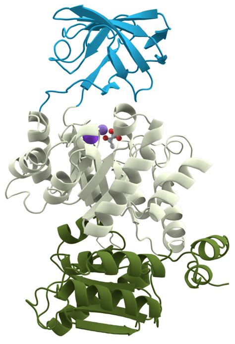 Pyruvate Kinase Wikiwand