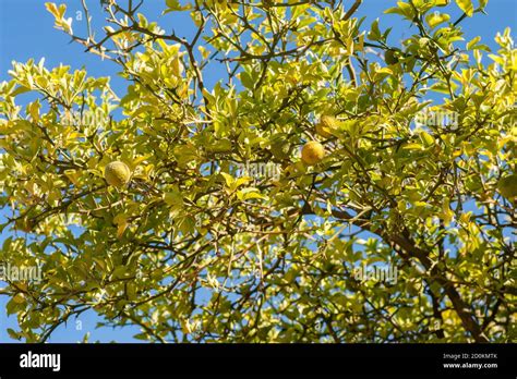 Bergamot Orange Tree With Fruits And Leaves On Blue Sky Background