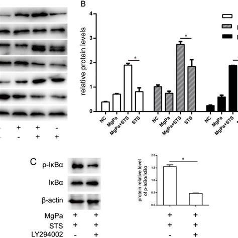 The Activating Of Pi3k Akt Nf κb The Cells Were Incubated With Rmgpa