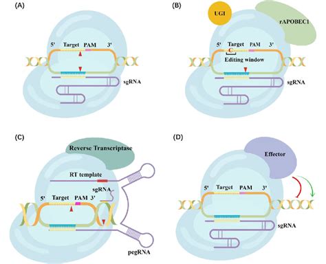 Schematic Of Various Crispr Cas9 Functions A Classical Crispr Cas9