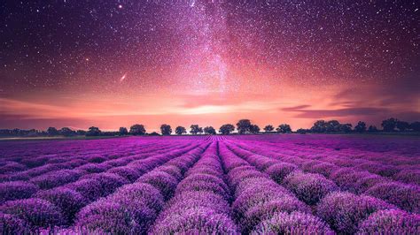 lavender field
