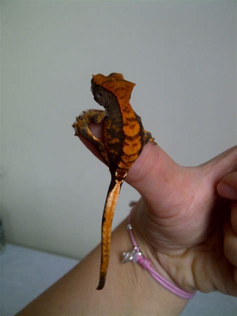 se england halloween crested gecko cb11 reptile forums