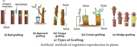 Vegetative Propagation Definition Types Examples And Explanations