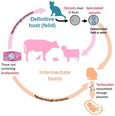 Pathogens Free Full Text The Bradyzoite A Key Developmental Stage