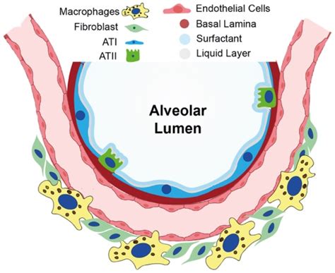 Alveolar Epithelium Diagram