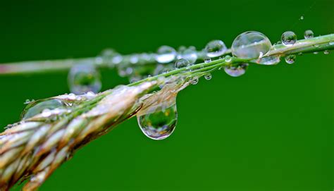 Free Images Nature Branch Dew Rain Leaf Flower Raindrop Wet