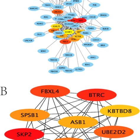 The Ppi Network Of Degs Was Constructed Using Cytoscape The Hub Gene