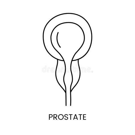 The Human Prostate Gland Icon Lines In Vector Illustrating The