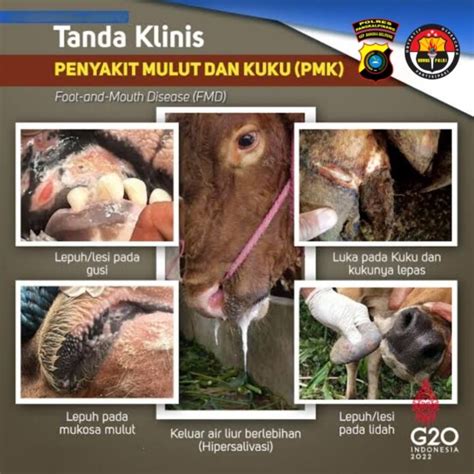 Tanda Klinik Penyakit Mulut Dan Kuku Pada Sapi Welcome