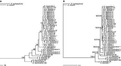 Phylogenetic Relationships Among Salvelunus Species Inferred From