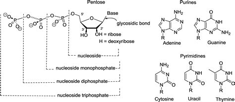Marine Drugs Free Full Text Marine Nucleosides Structure