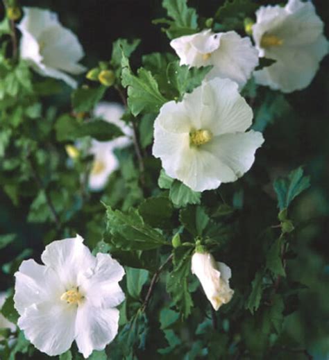 White Rose Of Sharon Hibiscus Syriacus Diana Canada
