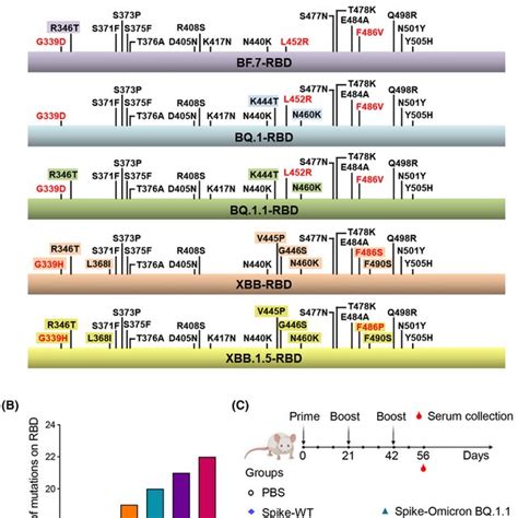 A Schematic Illustration Of The Mutations In Receptor‐binding Domain
