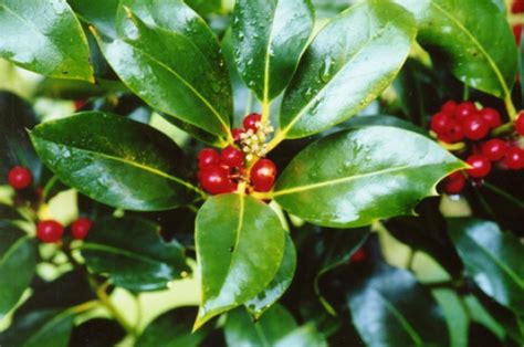the top allergy fighting plants for the home gardener
