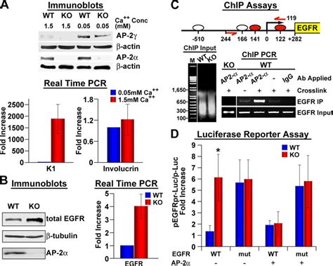 Regulation Of Egfr Gene Expression By Ap 2α A Primary Wt And