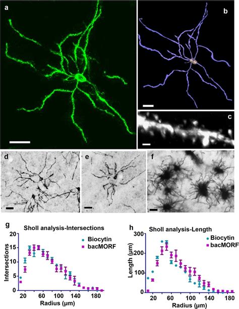 Imaging And 3d Reconstruction Of Detailed Dendritic And Spine