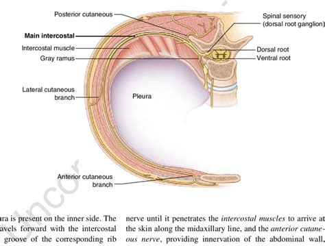 4 Branches Of The Intercostal Nerve Image By Springer Download