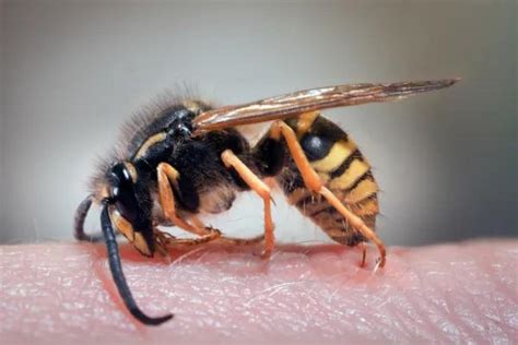 Do Wasps Bite Or Sting A Closer Look At Wasp Defensive Tactics
