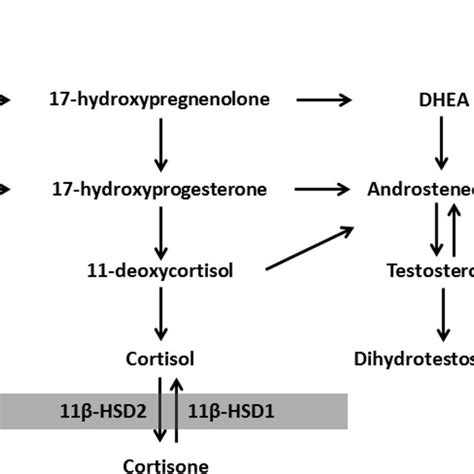 Pdf Posaconazole Induced Hypertension And Hypokalemia In Vivo 11β