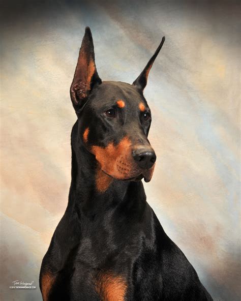 ozzy element dobermans