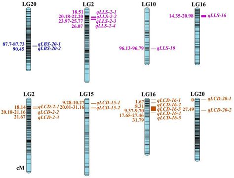 The Quantitative Trait Loci Qtls Test For The Lbs Leaf Blade Shape