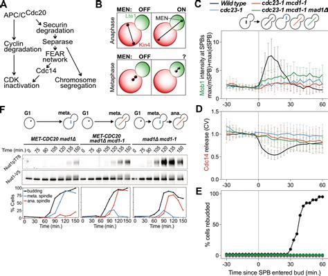 Figures And Data In The Mitotic Exit Network Integrates Temporal And