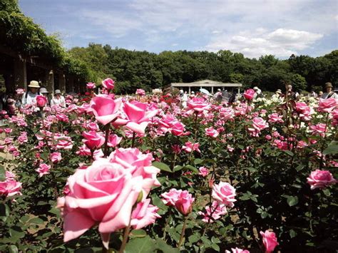 神代植物公園 秋のバラフェスタ