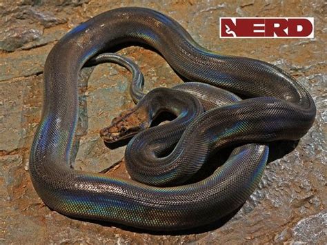 pin on reticulated python