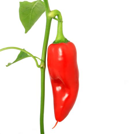 무료 이미지 화이트 과일 줄기 잎 외딴 식품 녹색 후추 기미 빨간 요리의 생기게 하다 야채 매크로