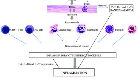 Inflammatory Response Exerted By Cytokines Produced By Activated Immune